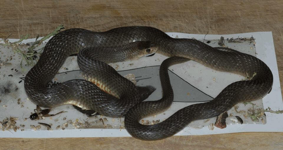 Southside Snake Services | Gallery