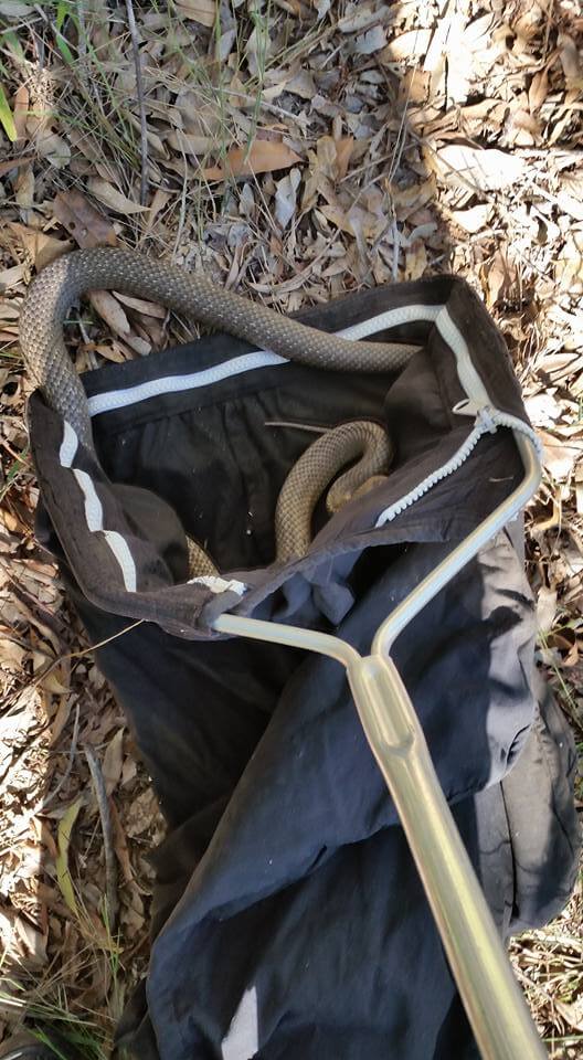 Southside Snake Services | Gallery