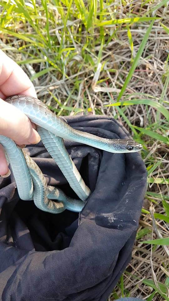 Southside Snake Services | Gallery